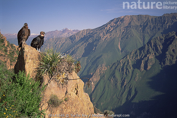 Stock photo of Andean Condor (Vultur gryphus) pair basking in the ...