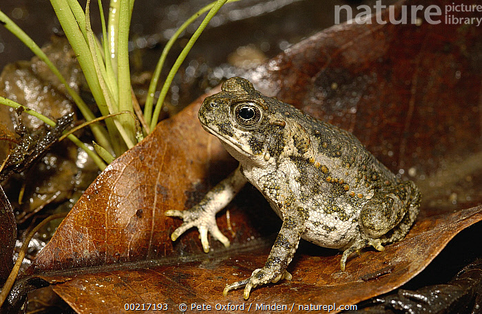 Stock photo of Cane Toad (Bufo marinus) juvenile, Mindo cloud forest ...