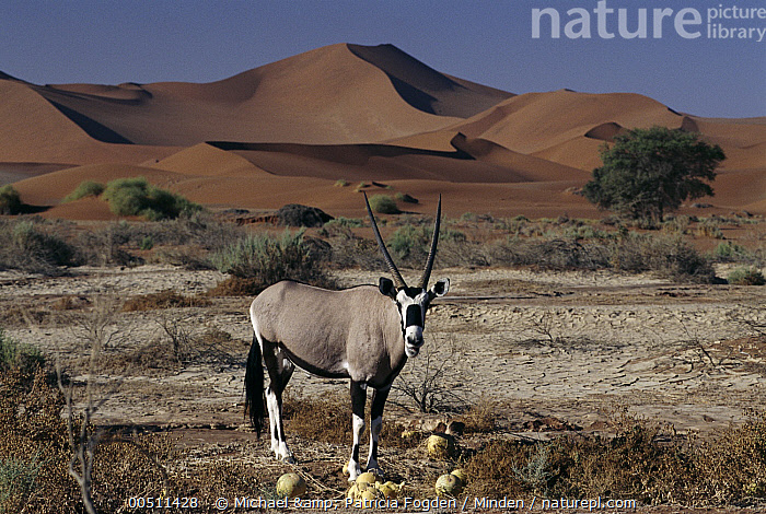 Stock photo of Gemsbok (Oryx gazella) feeding on Tsama Melons ...