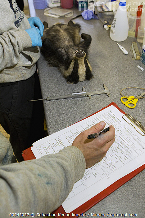 Stock photo of Eurasian Badger (Meles meles) biologist, Chris Newman ...