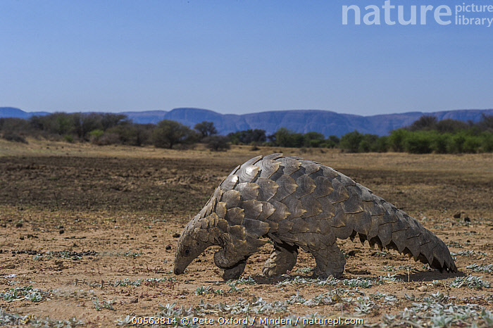 Stock photo of Cape Pangolin (Manis temminckii), Limpopo, South Africa ...