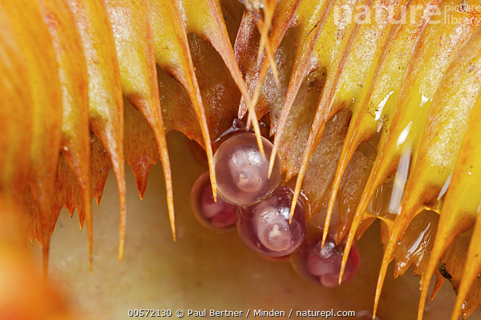 Stock photo of Villose Pitcher Plant (Nepenthes villosa) with frog eggs ...