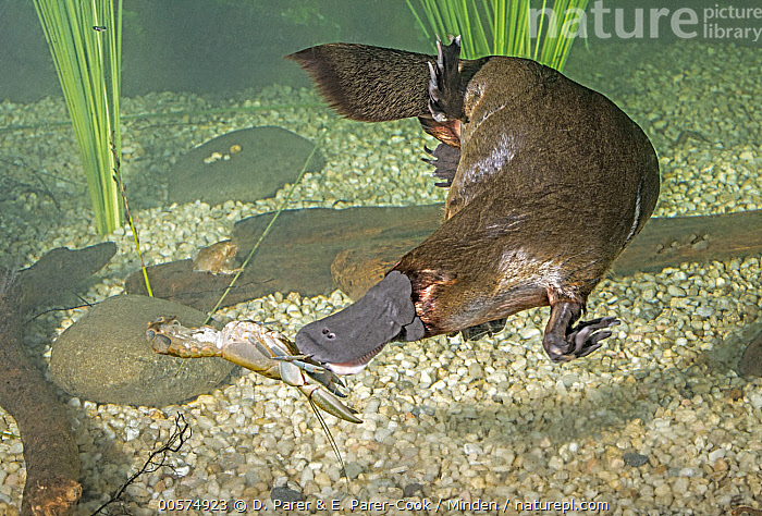 Platypus Eating Fish
