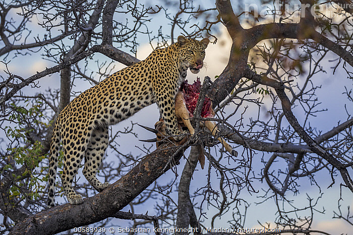 Stock photo of Leopard (Panthera pardus) female feeding on sub-adult ...