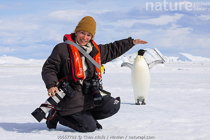 Stock photo of Emperor Penguin (Aptenodytes forsteri) with photographer ...