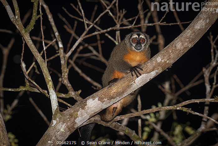 Stock photo of Nancy Ma's Night Monkey (Aotus nancymaae), Amazon, Peru ...