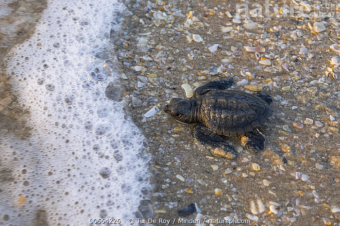 Stock photo of Kemp's Ridley Sea Turtle (Lepidochelys kempii) hatchling ...
