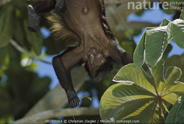 Stock photo of Mantled Howler Monkey (Alouatta palliata) infested with ...