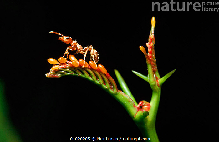 Stock photo of Ants collecting Beltian bodies from Acacia tree, Costa ...