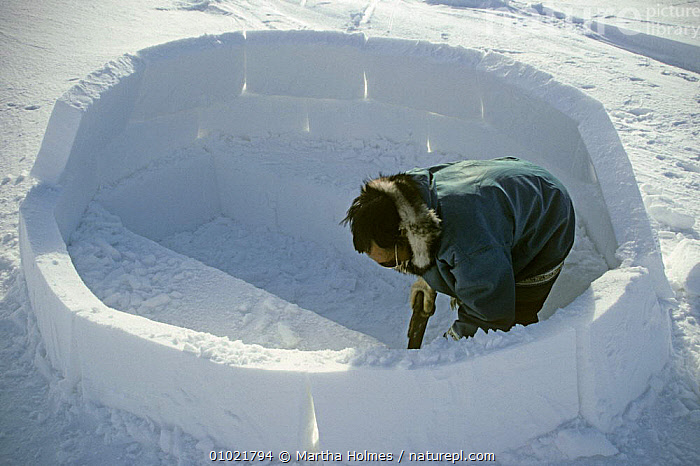 Stock photo of Inuit building igloo on sea ice, Admiralty inlet, Canada ...