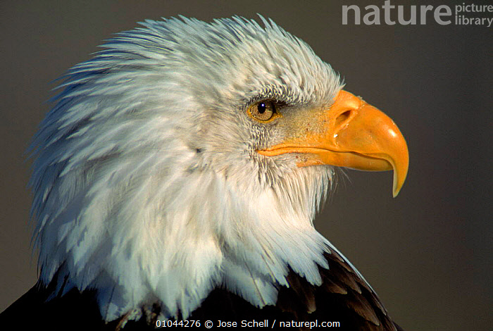 Wallpaper Of Eagles Head