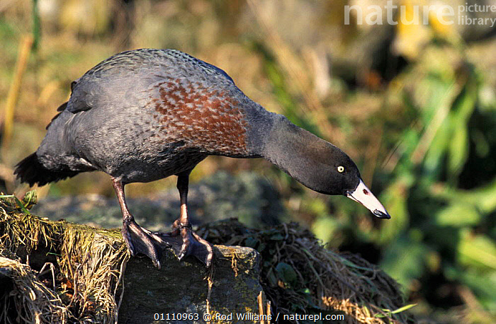 Stock photo of New Zealand blue duck male {Hymenolaimus m ...