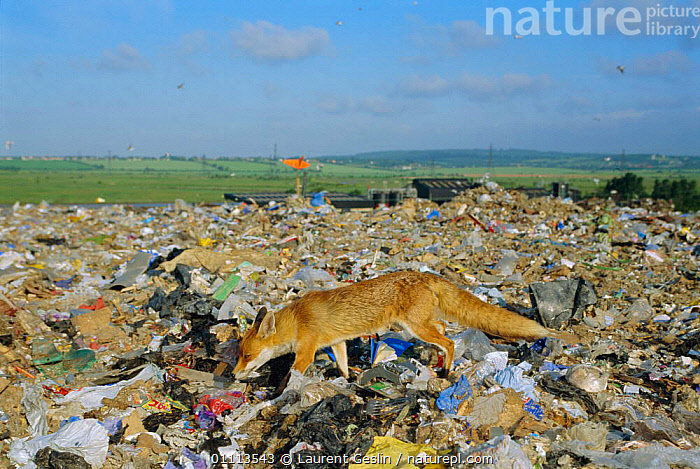 Stock photo of Urban Red fox scavenging on rubbish tip {Vulpes vulpes ...