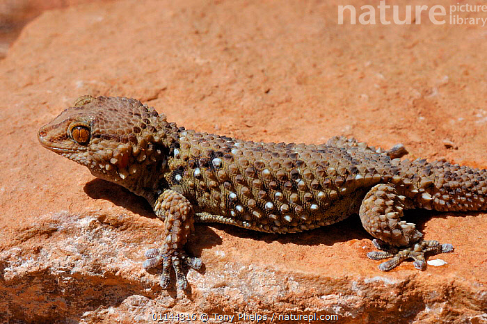 Stock photo of Bibrons gecko {Pachydactylus bibroni} South Africa ...