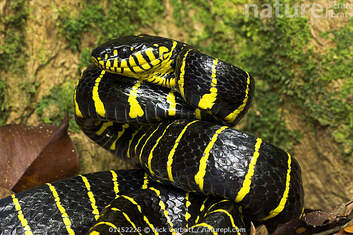 Stock photo of Yellow-ringed cat snake / Mangrove snake {Boiga ...