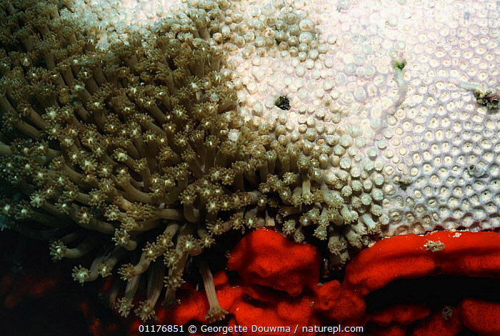 Stock photo of Goniopora coral showing bleached and unbleached polyps ...