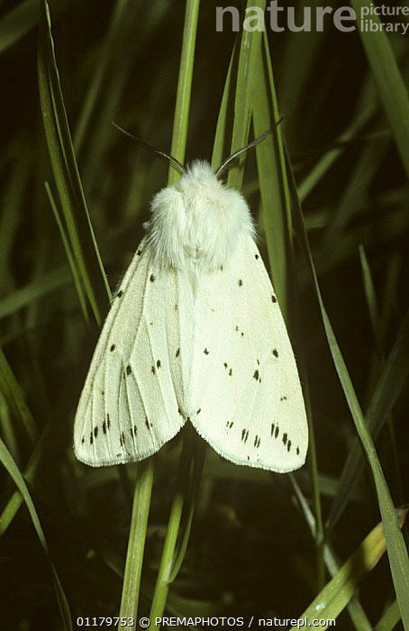 Ermine Moth