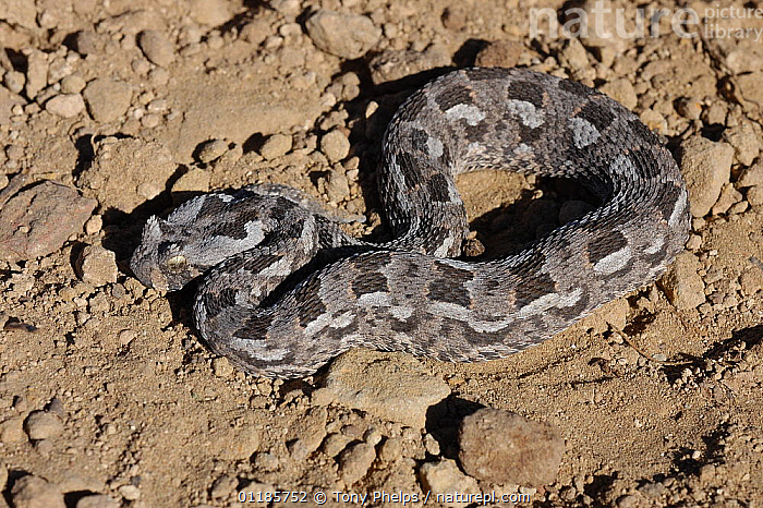 Stock photo of Albany adder {Bitis albanica} Grassy Ridge, Port ...