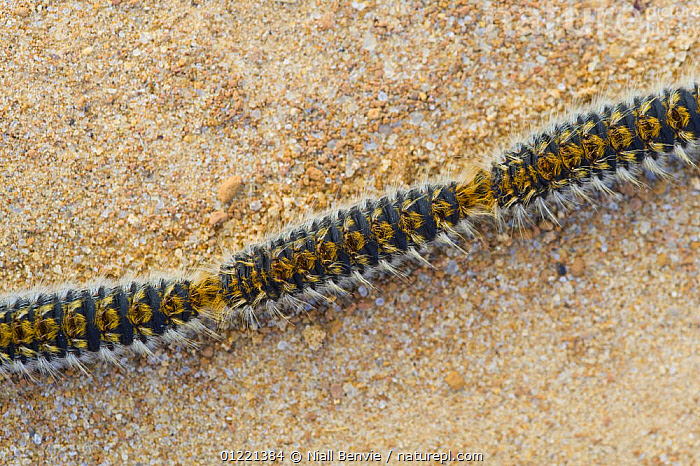 Stock photo of Procession of caterpillar larvae of Pine processionary ...