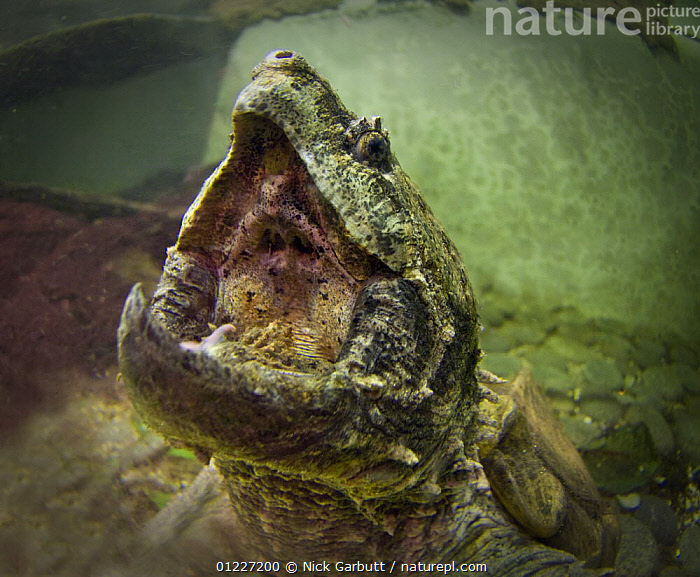 Stock photo of Open mouth of Alligator snapping turtle (Macrochelys ...
