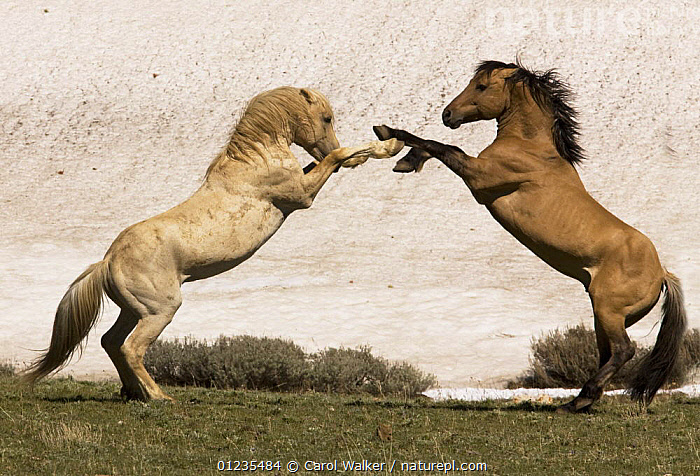 Stock photo of Wild horses / Mustangs, palomino and red dun stallions ...