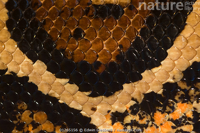 Stock photo of Close up of scales and skin pattern of Boa constrictor ...
