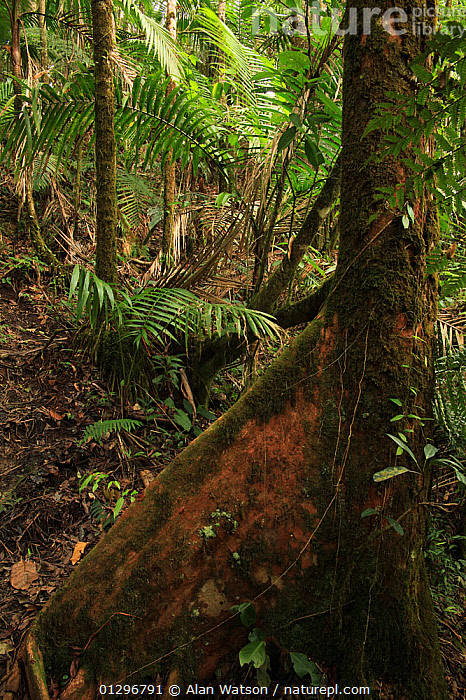 Stock photo of Buttressed base of a Cola tree (Mora abbottii) Manacla ...