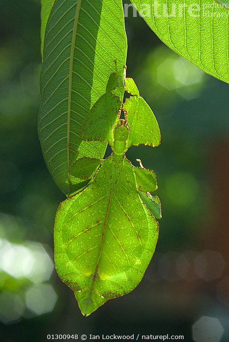 Stock photo of Leaf insect (Phyllium bioculatum) mature female ...