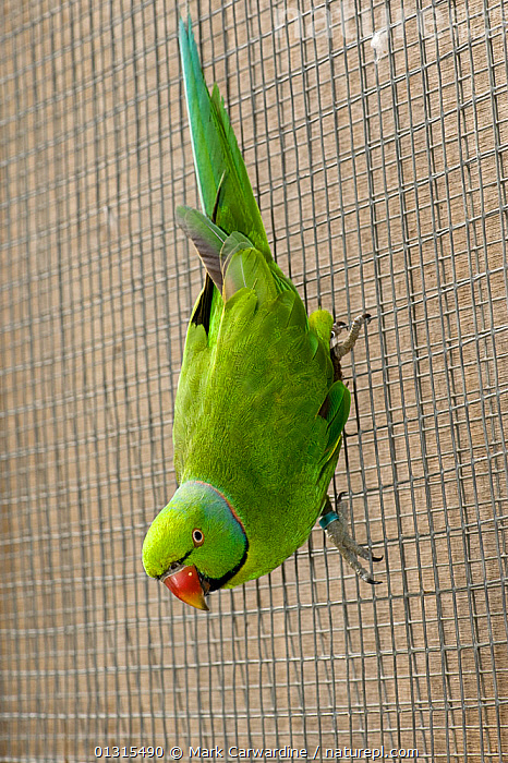 Stock photo of Mauritius / Mascarene / Echo parakeet (Psittacula eques ...