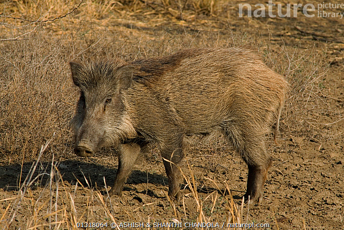 Stock photo of Wild boar (Sus scrofa) Blackbuck National Park ...