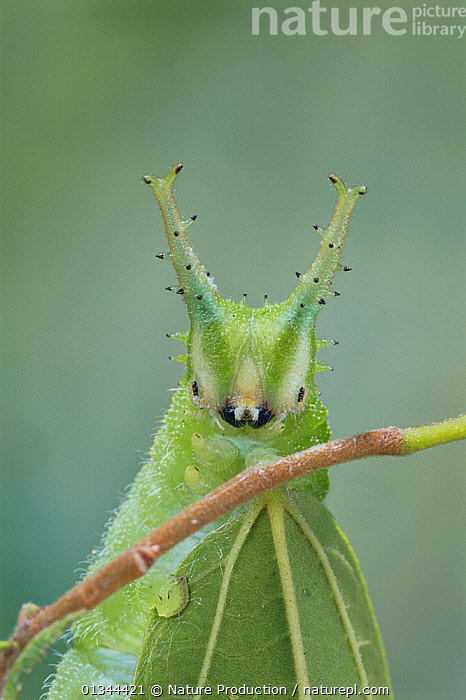 The Japanese Emperor Caterpillar: The Royal Caterpillar of Japan – New ...
