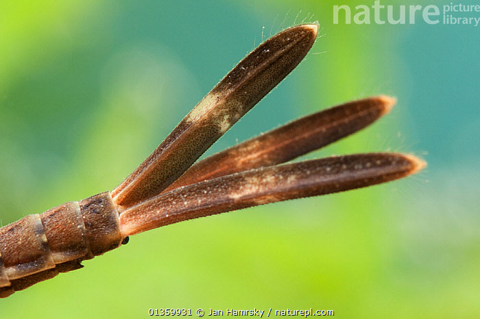 Stock photo of Close-up of the three-pronged tail of a Broad Winged ...