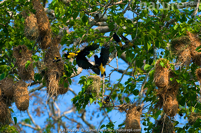 Stock photo of Yellow-rumped cacique (Cacicus cela) two flying to nests ...