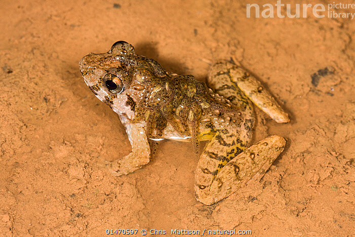 Stock photo of Rough Guardian Frog (Limnonectes finchi) male carrying ...