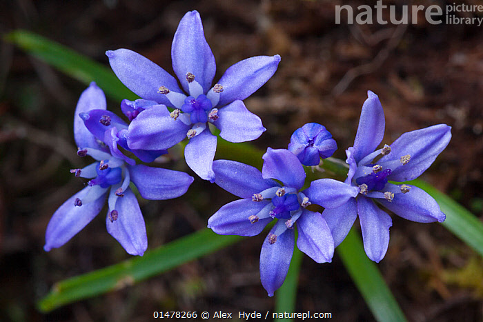 Stock photo of Spring Squill (Scilla verna) in flower on cliff top ...