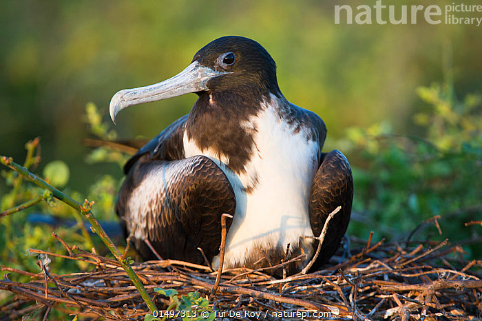Female Frigate Bird