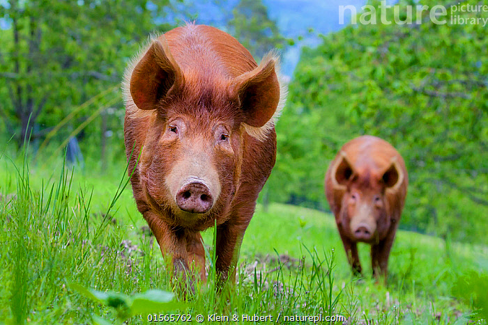 Stock photo of Domestic Tamworth pig - two sows in meadow in spring ...