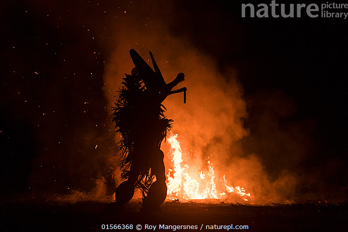 Stock photo of Baining men in traditional fire dance ceremony. Men ...