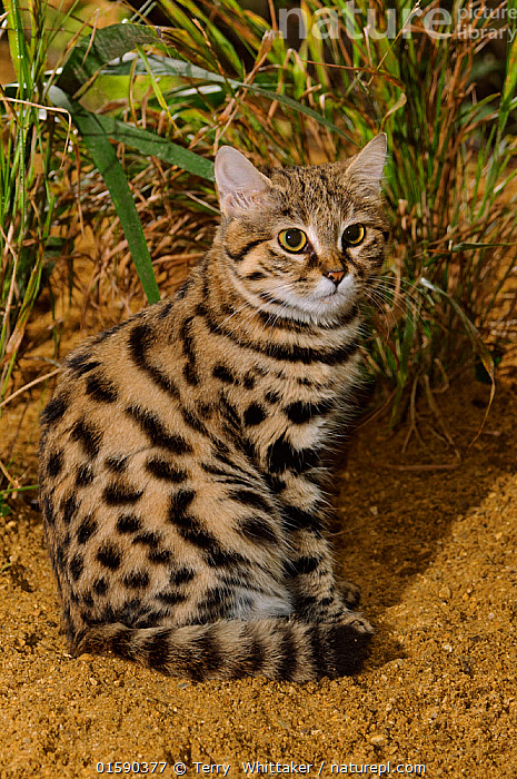 Stock photo of Black-footed cat (Felis nigripes) captive, occurs in ...