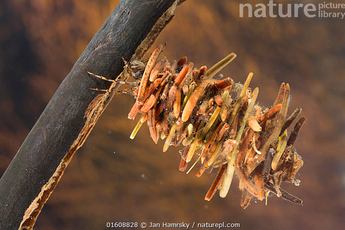 Stock photo of Case-building caddisfly larva (Limnephilus rhombicus ...