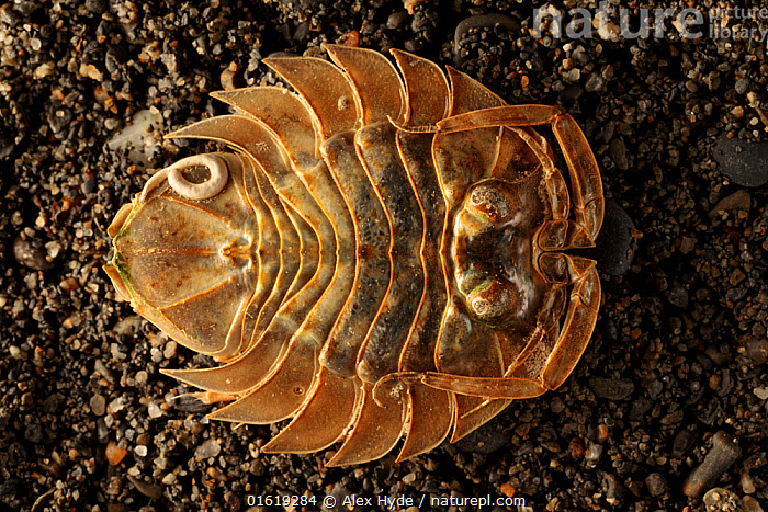 Stock photo of Marine Serolid Isopod (Serolis convexa). Punta Arenas ...