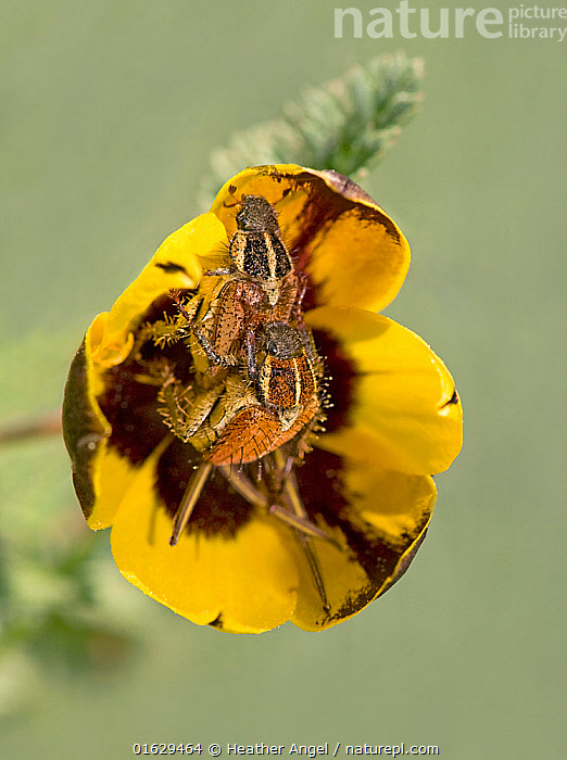 Stock photo of Hopliine scarab beetle (Clania glenlyonensis) pair ...