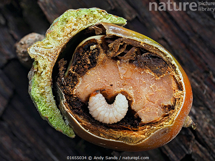 Stock photo of Acorn weevil (Curculio venosus) larva feeding inside ...