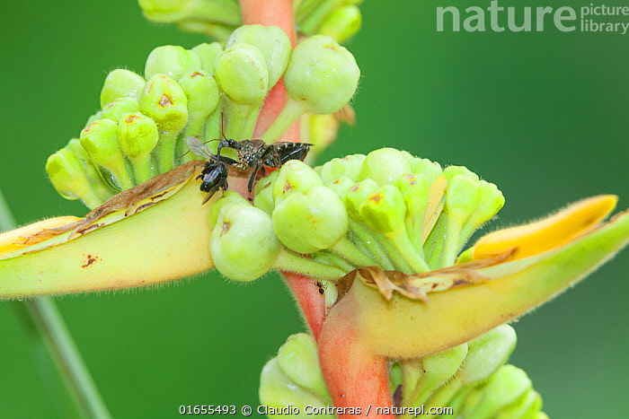 Stock photo of Assassin bug (Reduviidae sp) eating Fly (Diptera sp) on ...