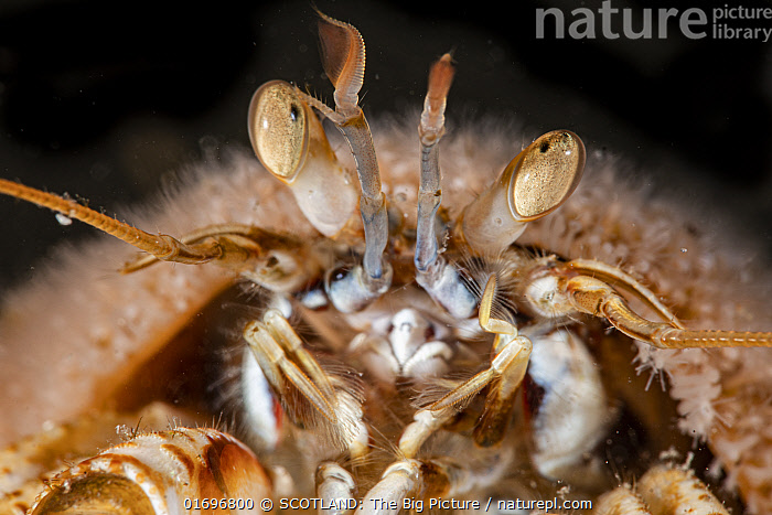 Hermit Crab Mouth Hermit Crabs Have Swapped Their Shells For Metal And