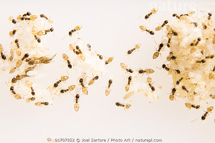 Stock photo of Ghost ants (Tapinoma melanocephalum) tending to their ...