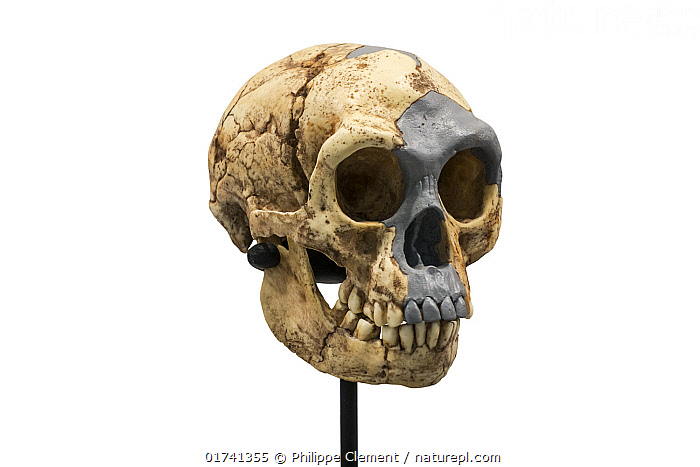 Stock photo of Skull replica of Homo floresiensis, known as Flores Man ...
