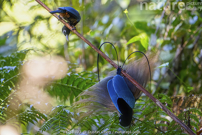 Stock photo of Blue bird-of-paradise (Paradisornis rudolphi) male ...